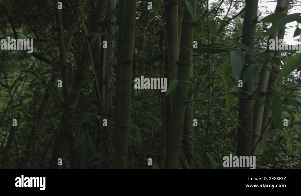 Chinese water bamboo Stock Videos & Footage - HD and 4K Video Clips - Alamy