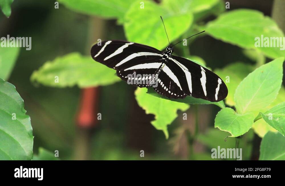Zebra long wing butterfly Stock Videos & Footage - HD and 4K Video ...
