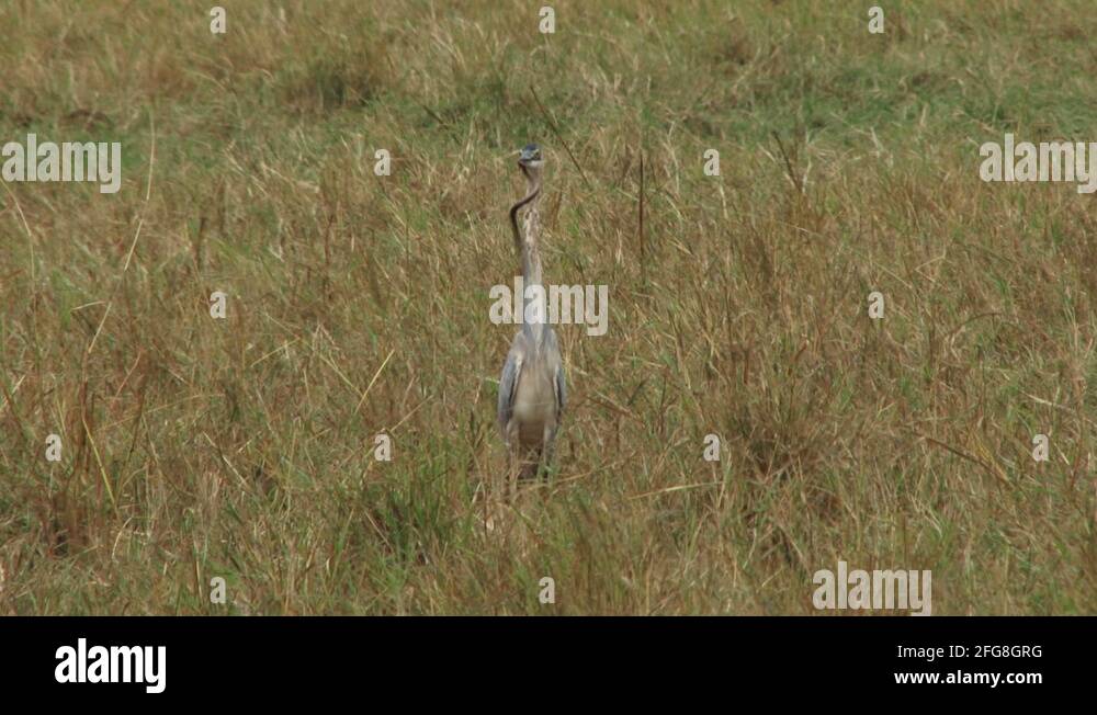 Bird with snake Stock Videos & Footage - HD and 4K Video Clips - Alamy