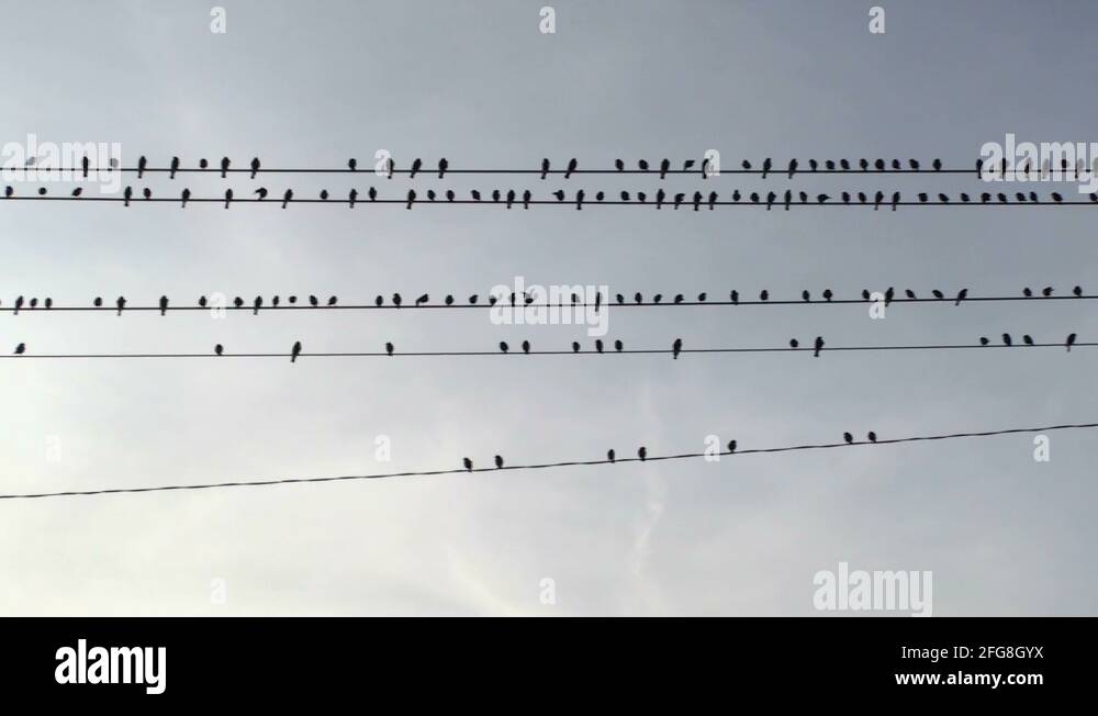 Bird line up Stock Videos & Footage - HD and 4K Video Clips - Alamy