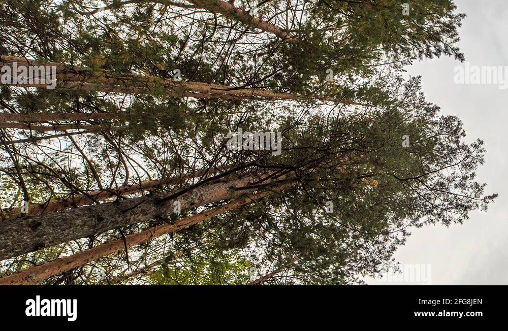 Trees of time Stock Videos & Footage - HD and 4K Video Clips - Alamy