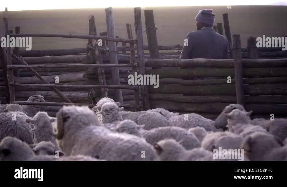 Silhouette shepherd sheep Stock Videos & Footage - HD and 4K Video ... Silhouette shepherd sheep Stock Videos & Footage - HD and 4K Video ...