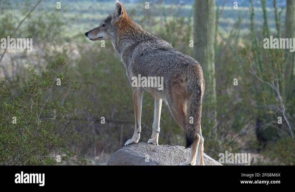 Beautiful coyote Stock Videos & Footage - HD and 4K Video Clips - Alamy
