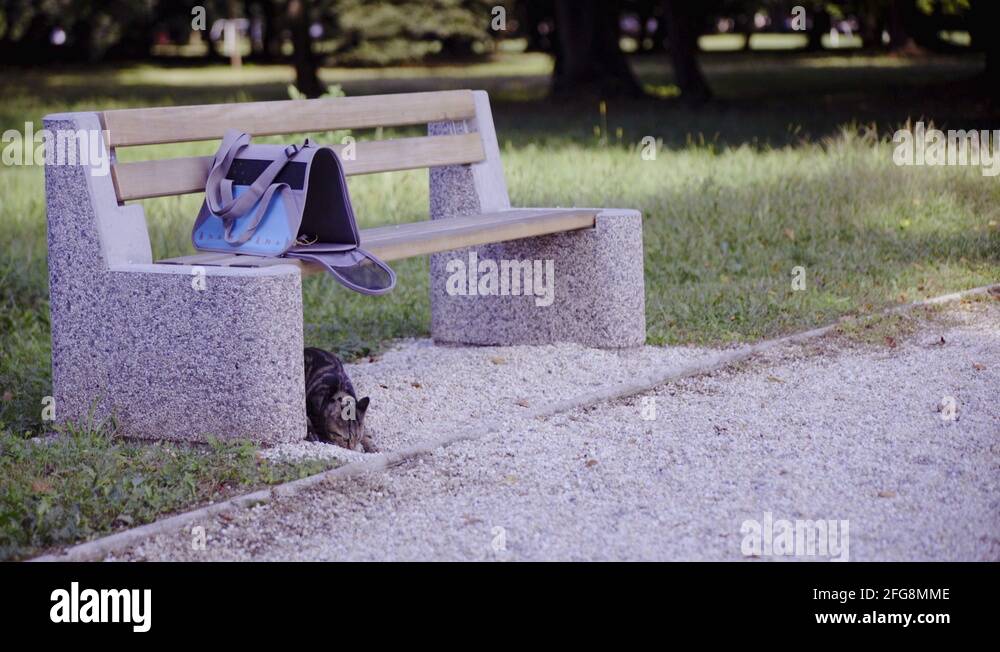 Sweet cat explores park and sniffing around bench 4K Stock Video ...