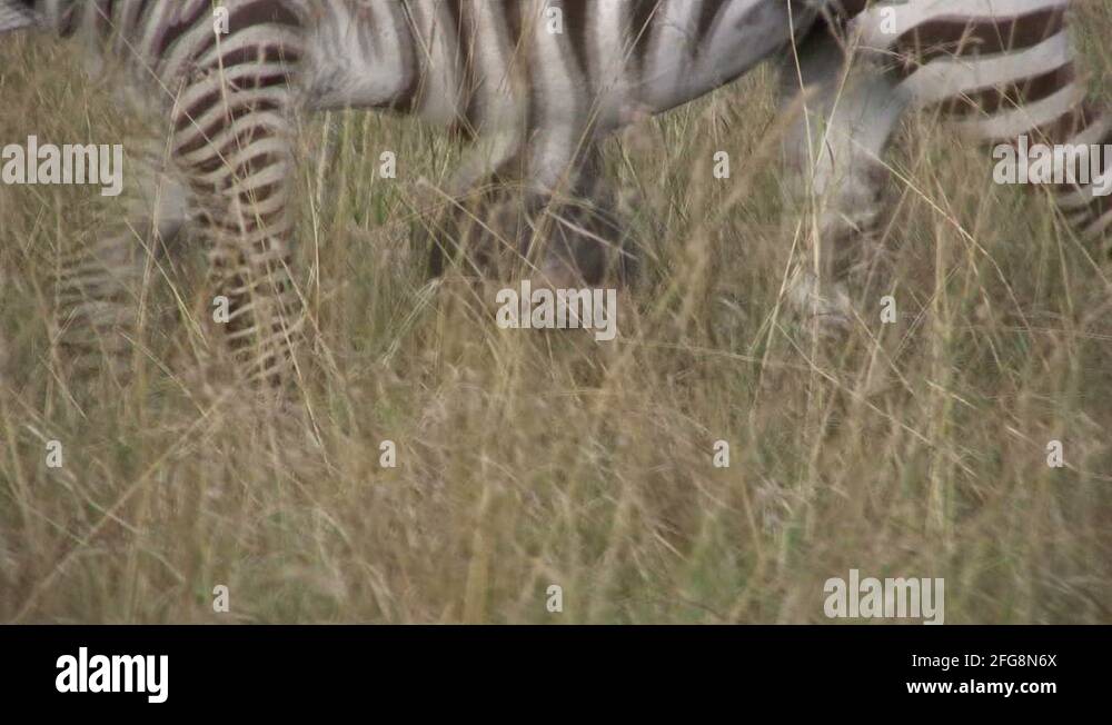 Sick zebra Stock Videos & Footage - HD and 4K Video Clips - Alamy