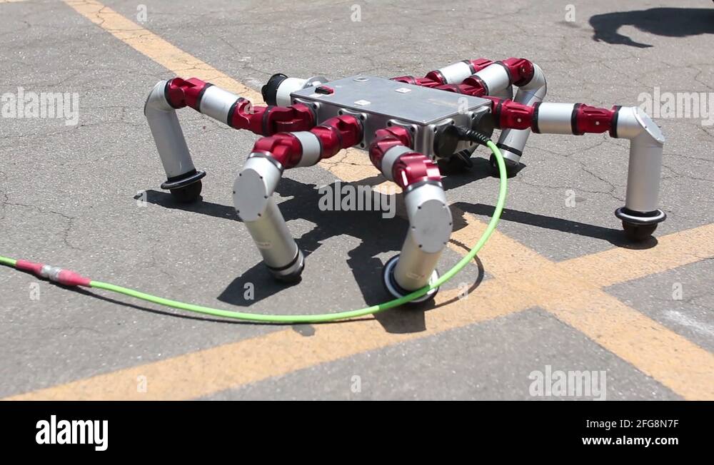 Spider snake Stock Videos & Footage - HD and 4K Video Clips - Alamy