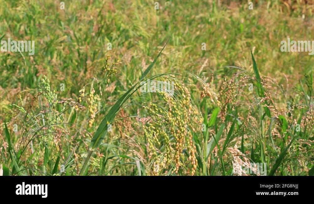 Proso millet Stock Videos & Footage - HD and 4K Video Clips - Alamy
