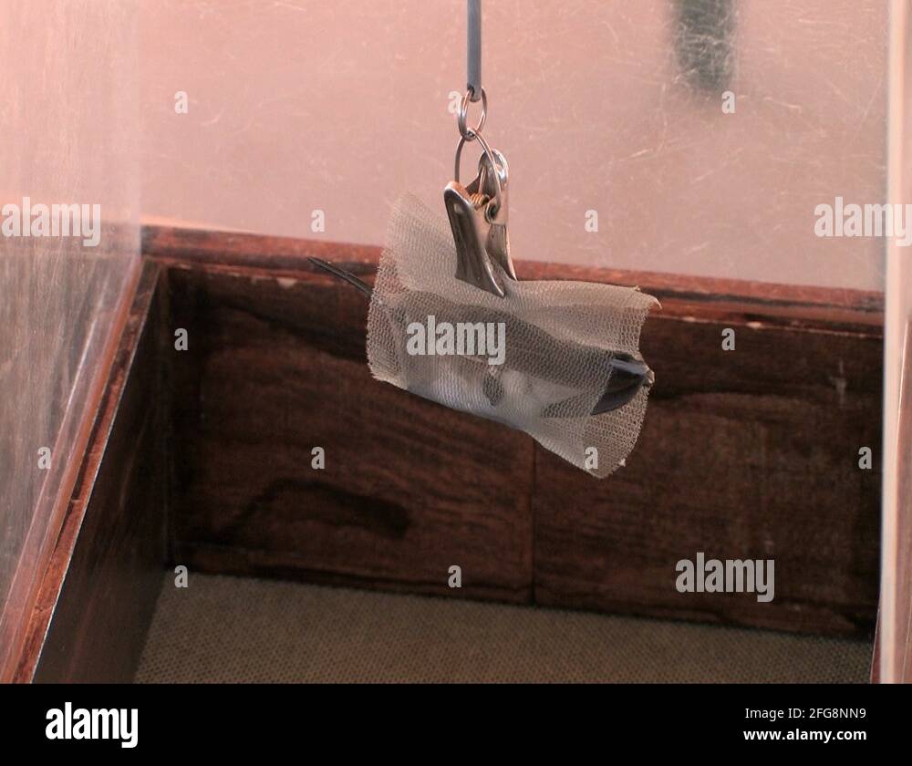 Bird banding tools Stock Videos & Footage - HD and 4K Video Clips - Alamy