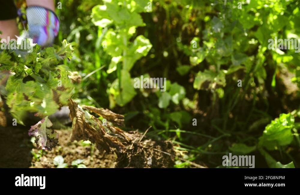 Weed root soil Stock Videos & Footage - HD and 4K Video Clips - Alamy