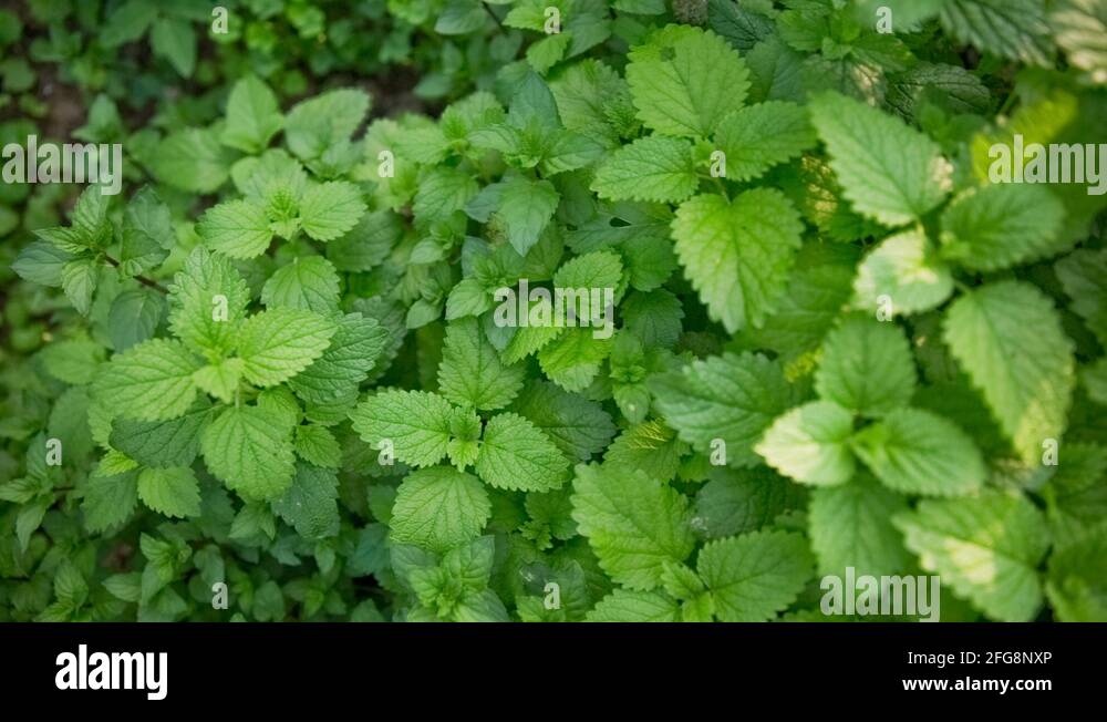 Melissa plant Stock Videos & Footage - HD and 4K Video Clips - Alamy
