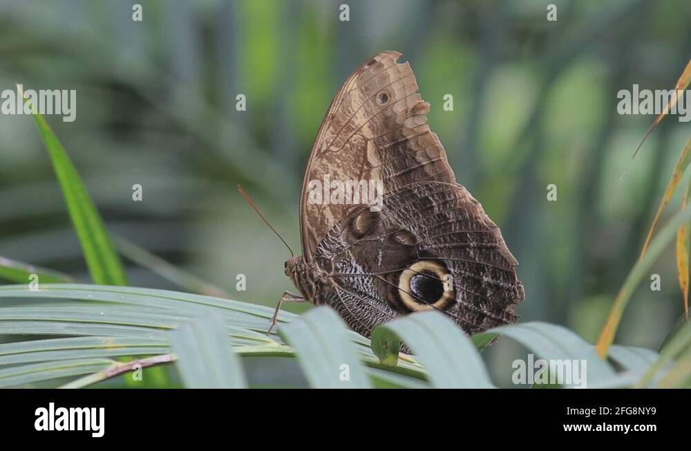 Snake butterfly Stock Videos & Footage - HD and 4K Video Clips - Alamy