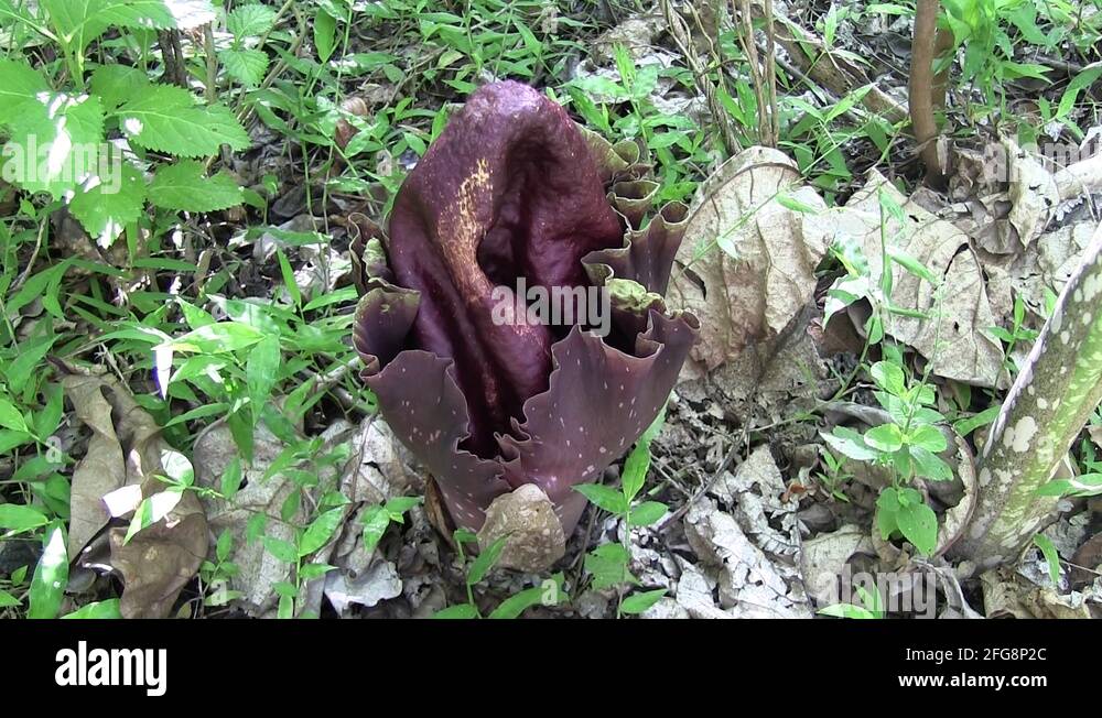 Red rainforest flower Stock Videos & Footage - HD and 4K Video Clips ...