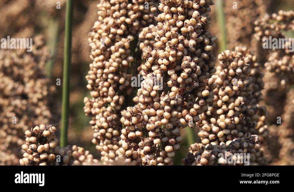 Millet plantation Stock Videos & Footage - HD and 4K Video Clips - Alamy