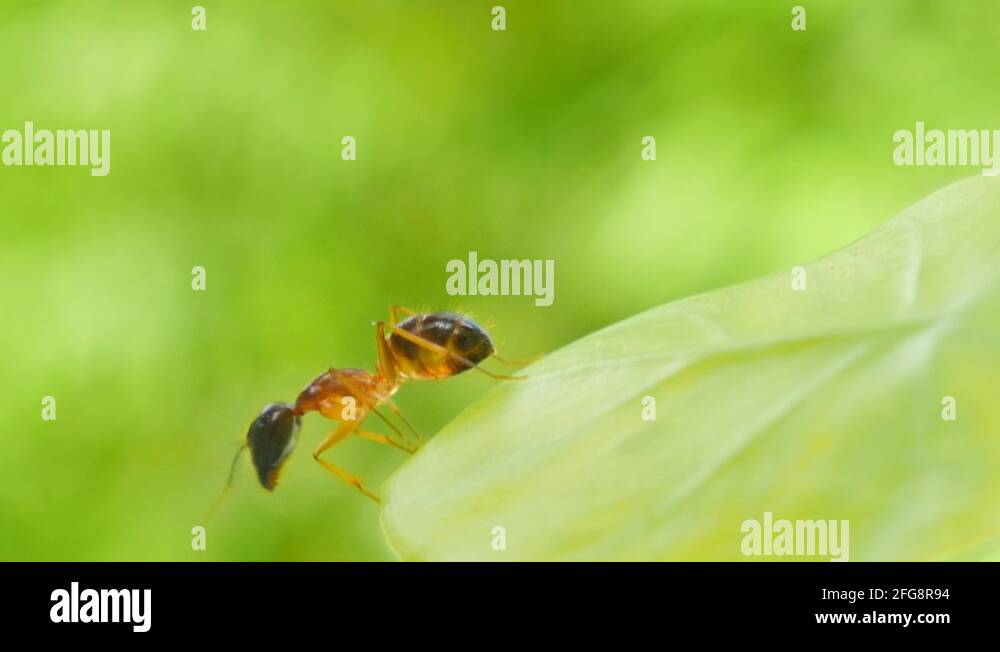 Green head ant Stock Videos & Footage - HD and 4K Video Clips - Alamy