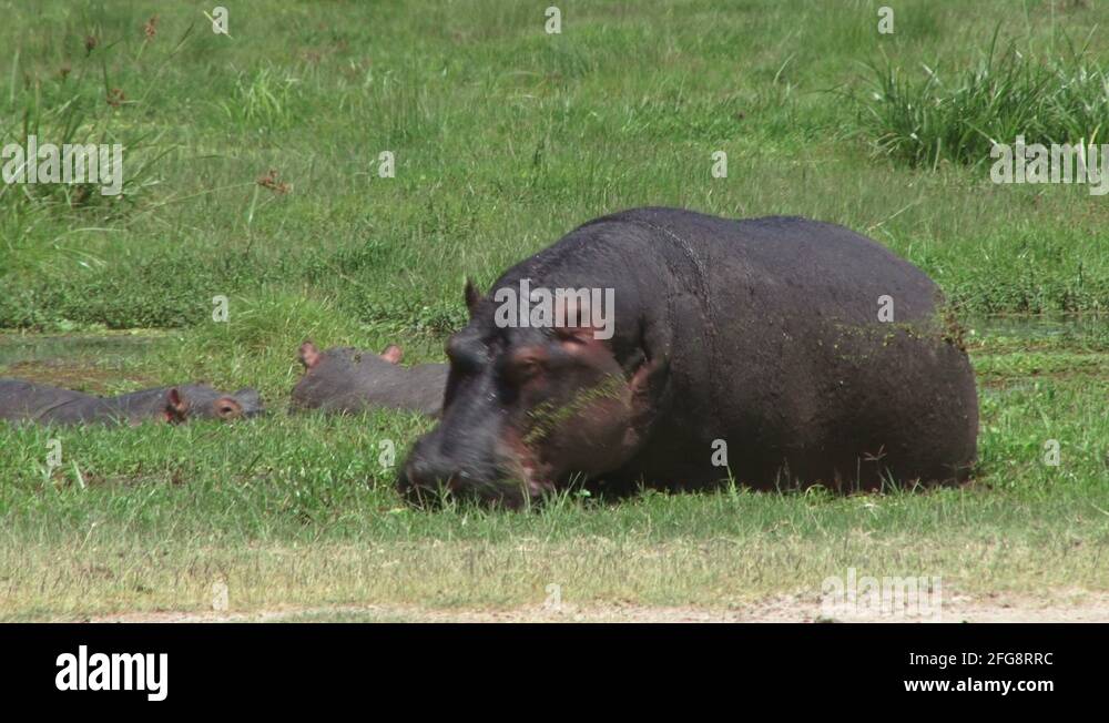 Hippo in swamp Stock Videos & Footage - HD and 4K Video Clips - Alamy