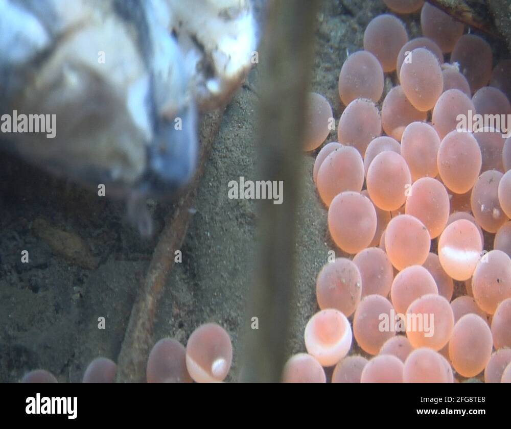 Dead salmon underwater Stock Videos & Footage - HD and 4K Video Clips ...