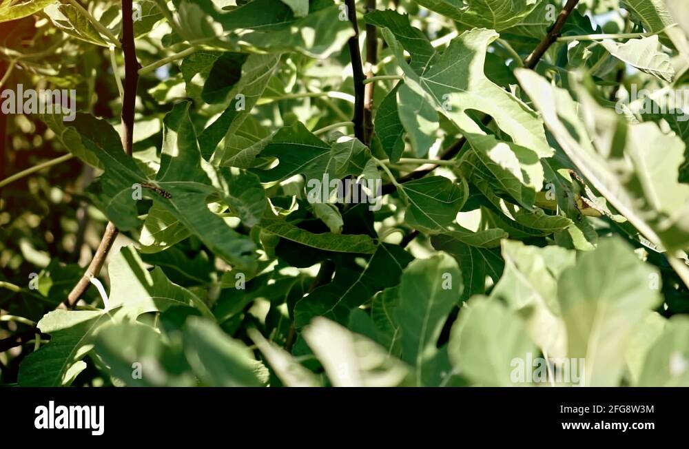 Fig grove Stock Videos & Footage - HD and 4K Video Clips - Alamy