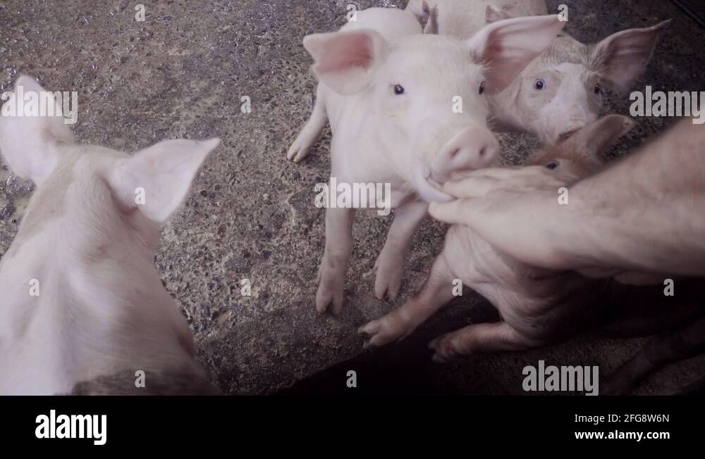 Pigs in barnyard Stock Videos & Footage - HD and 4K Video Clips - Alamy