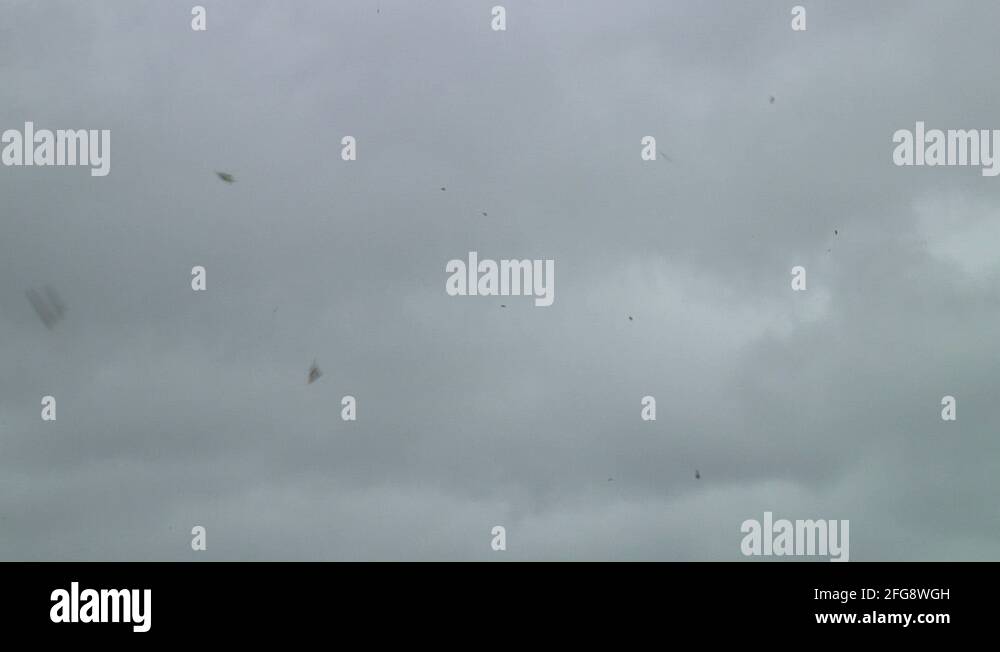 Leaves fall wind Stock Videos & Footage - HD and 4K Video Clips - Alamy