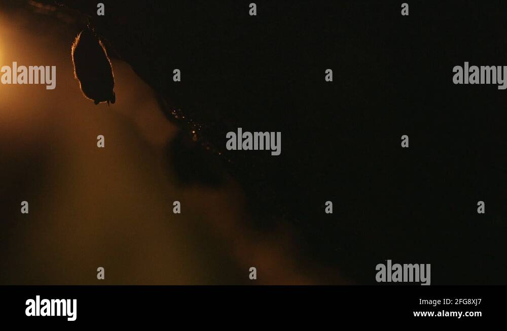 Blood ceiling Stock Videos & Footage - HD and 4K Video Clips - Alamy