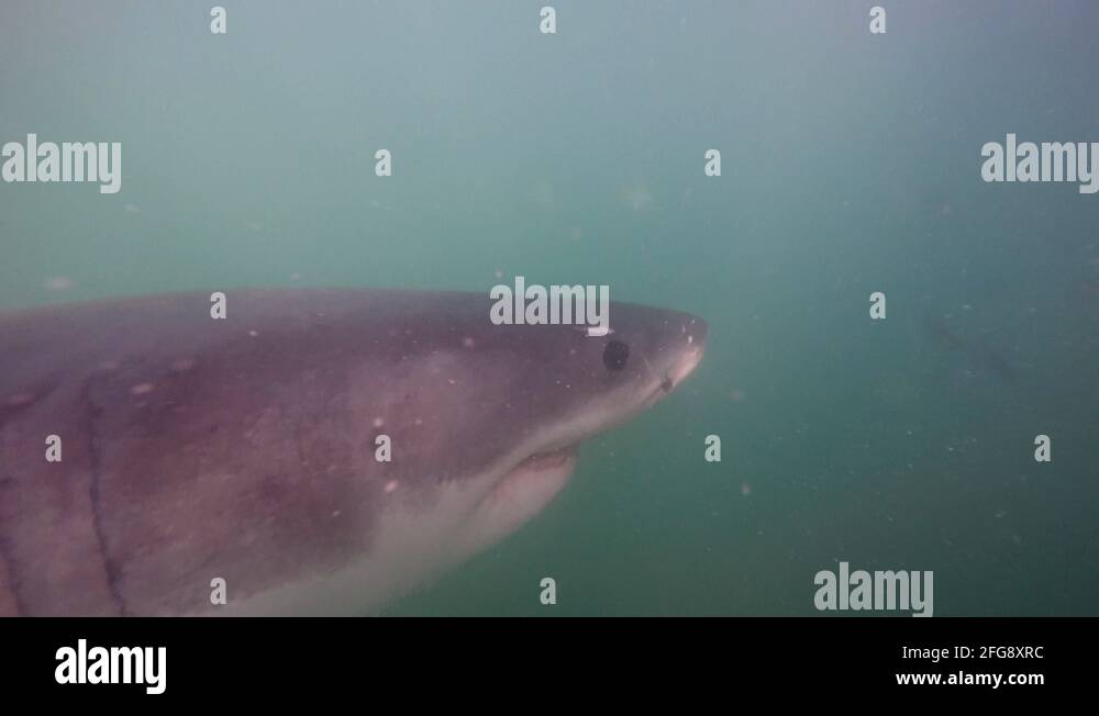 Great white shark slow motion underwater view from cage Stock Video ...