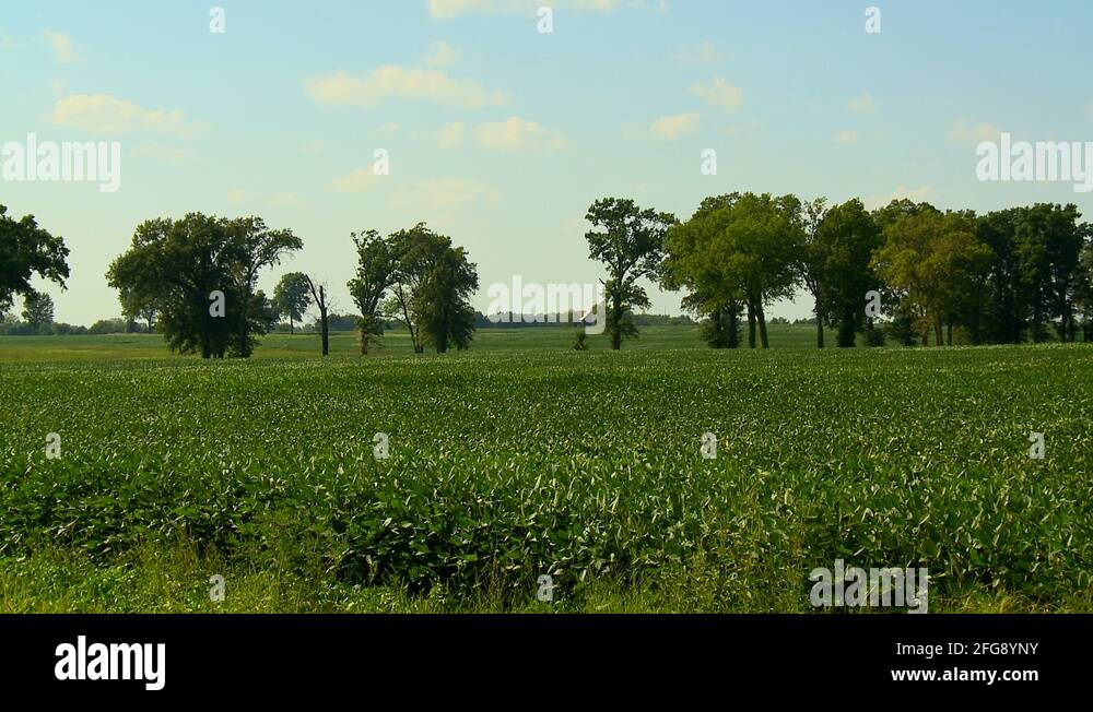 Hedge row Stock Videos & Footage - HD and 4K Video Clips - Alamy