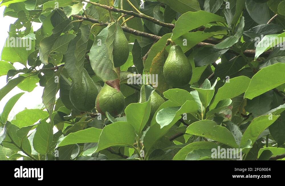 Avocados on the tree Stock Videos & Footage - HD and 4K Video Clips - Alamy