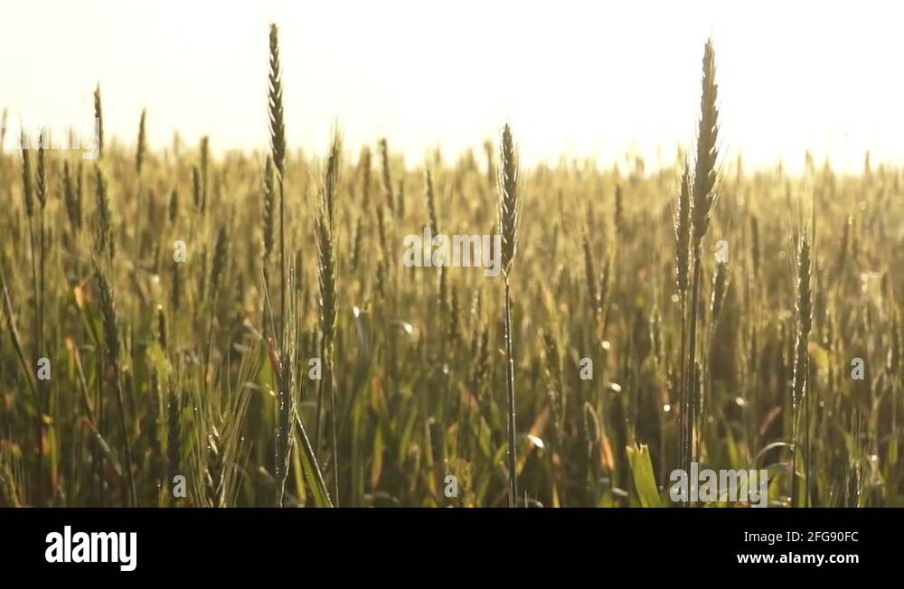 Gold paddy Stock Videos & Footage - HD and 4K Video Clips - Alamy