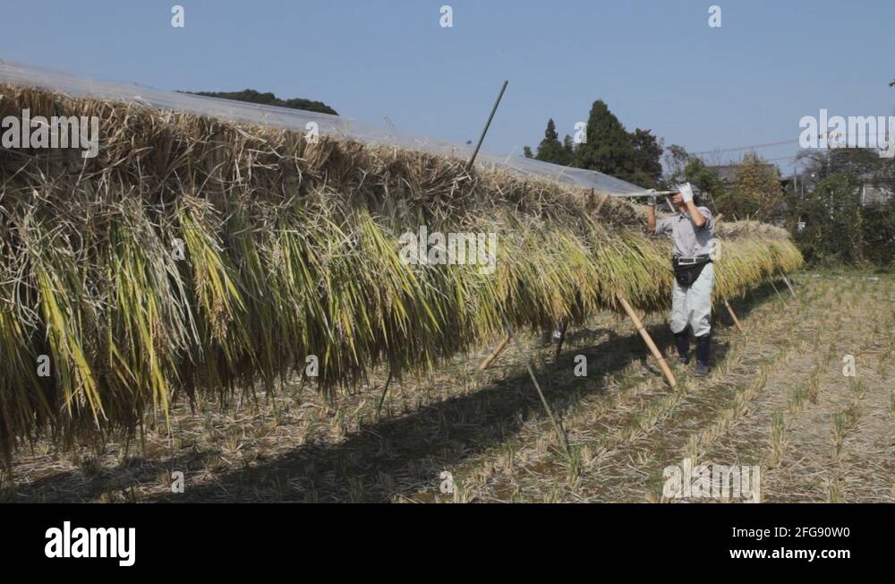 Rice farmer at harvest Stock Videos & Footage - HD and 4K Video Clips ...
