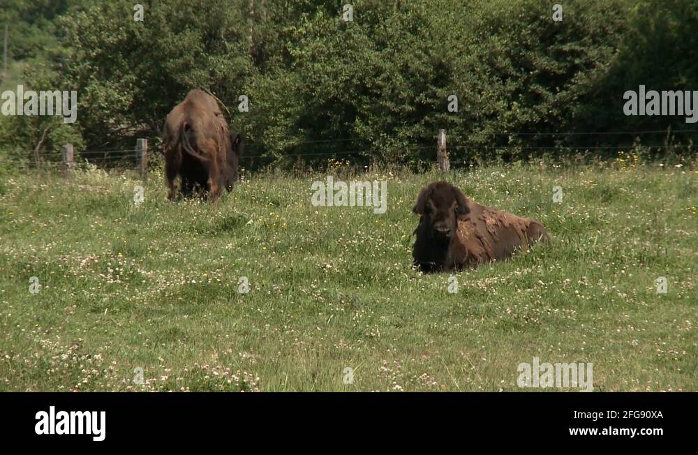 Buffalo pair Stock Videos & Footage - HD and 4K Video Clips - Alamy