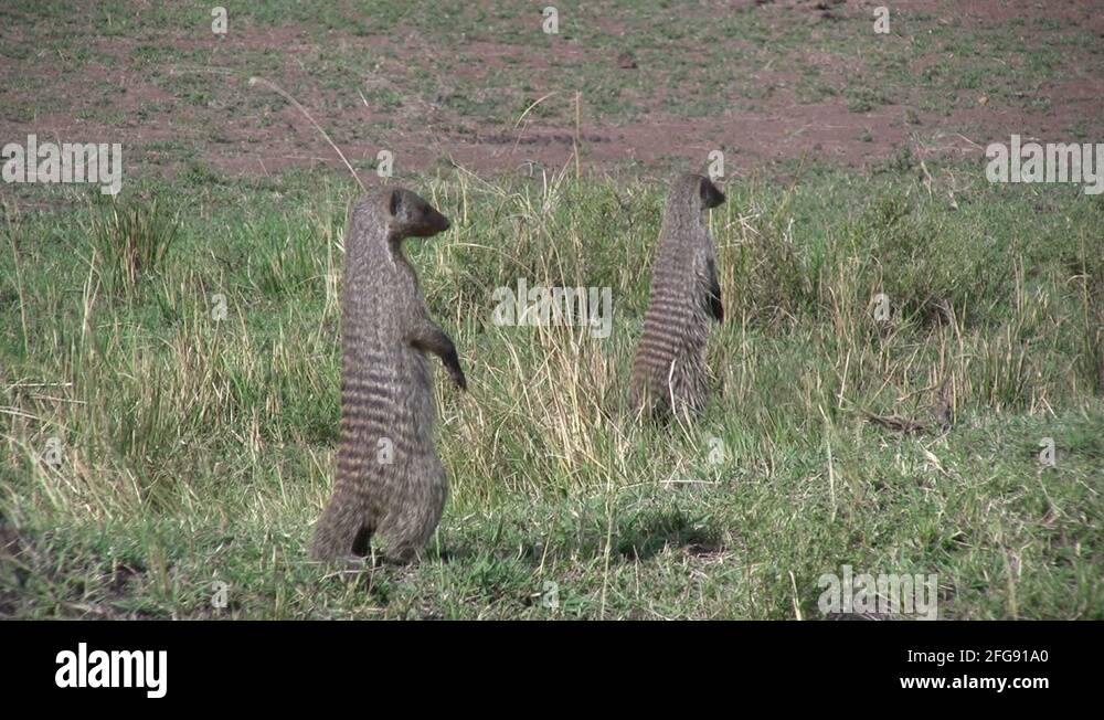 mongoose standing up Stock Video Footage - Alamy