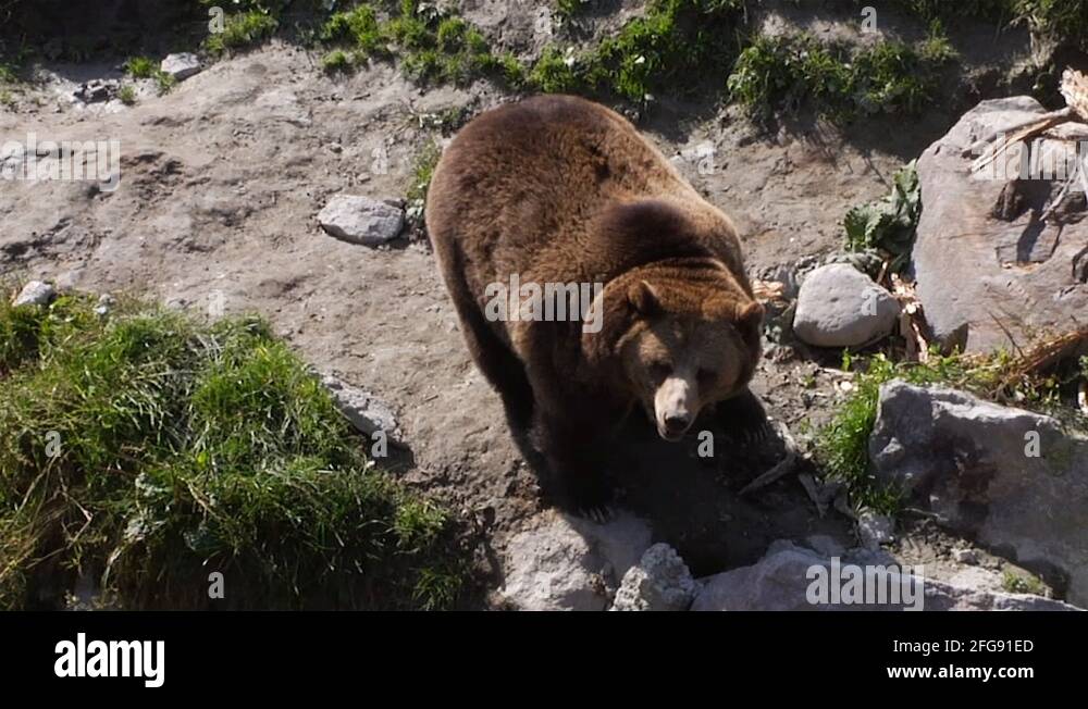 Grizzly bear looking up Stock Videos & Footage - HD and 4K Video Clips ...