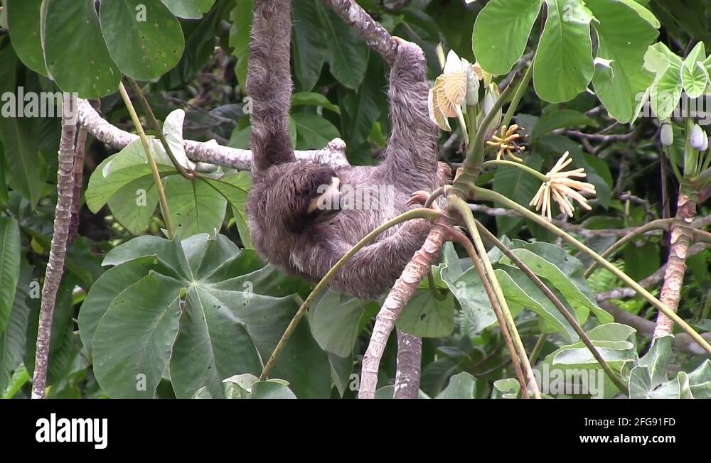 Brown-throated three-toed Sloth hang in lowland rainforest canopy ...