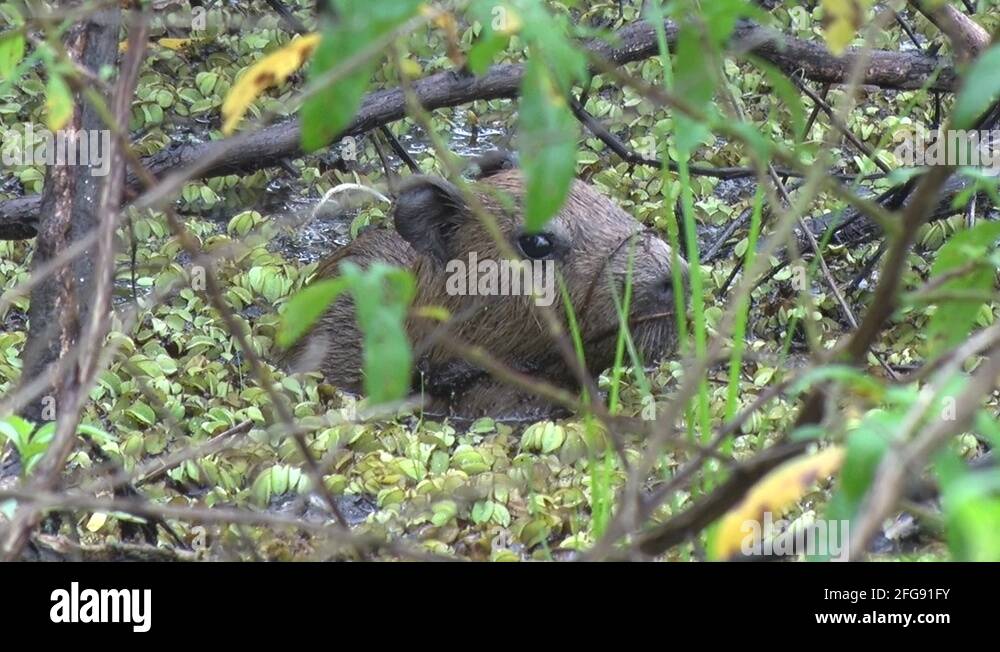 Lesser Capybara hide in swamp in thick bush in lowland rainforest Stock ...