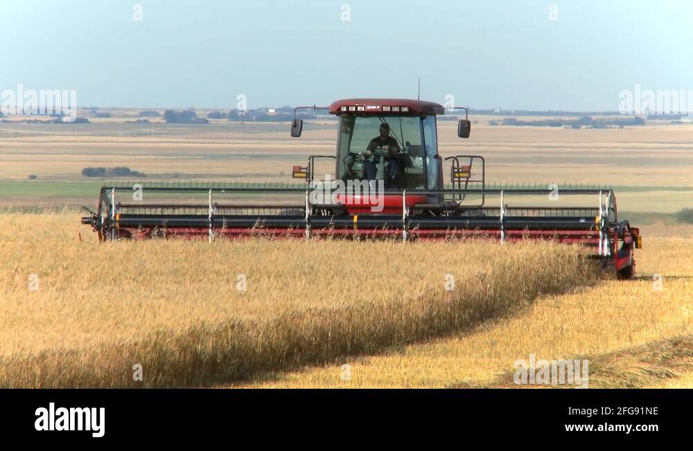 Combine harvester wheat saskatchewan Stock Videos & Footage - HD and 4K ...