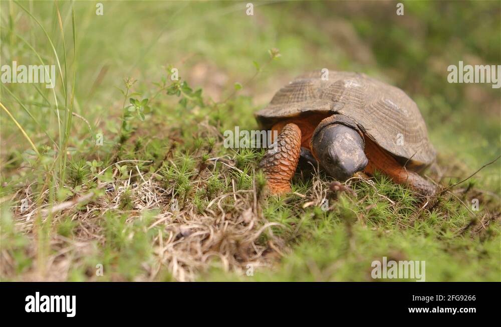 Turtle eating worm Stock Videos & Footage - HD and 4K Video Clips - Alamy