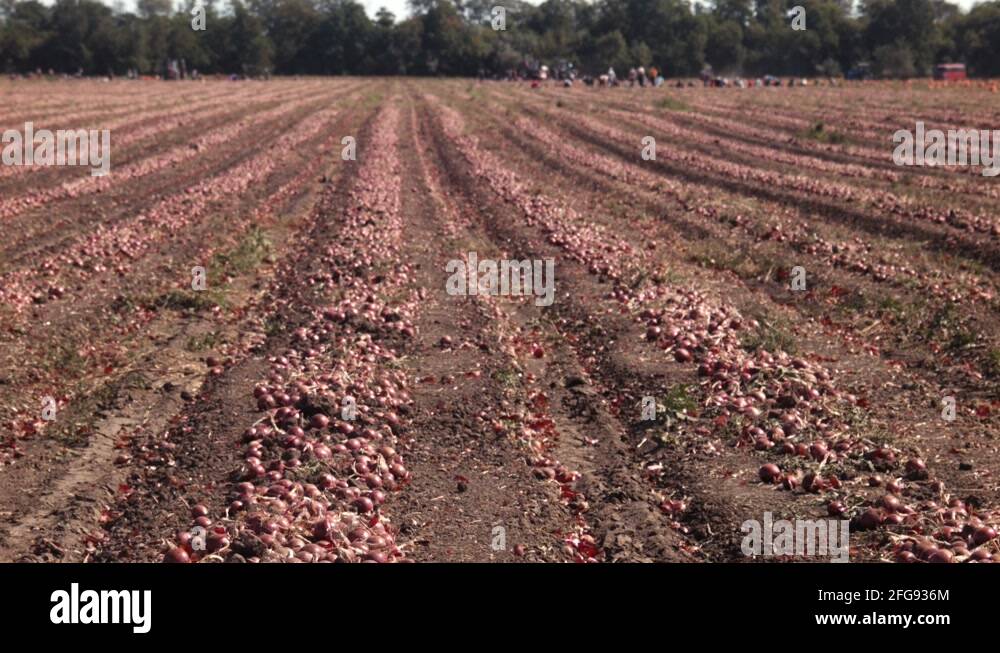 Field onions harvest Stock Videos & Footage - HD and 4K Video Clips - Alamy