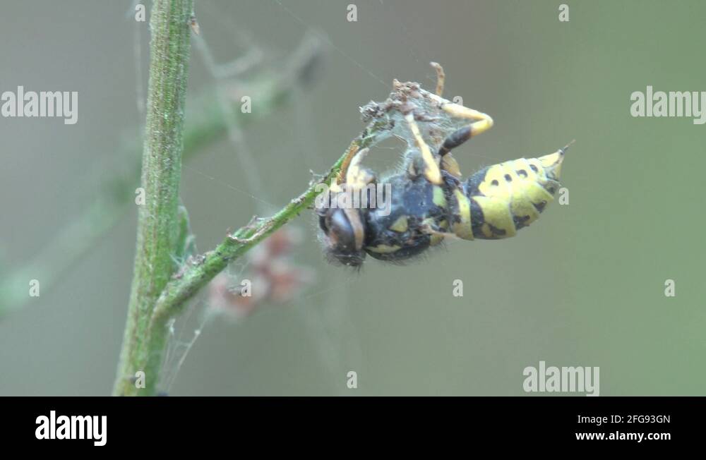 Insect spider attacking a wasp caught in a spider web, macro 4k Stock ...