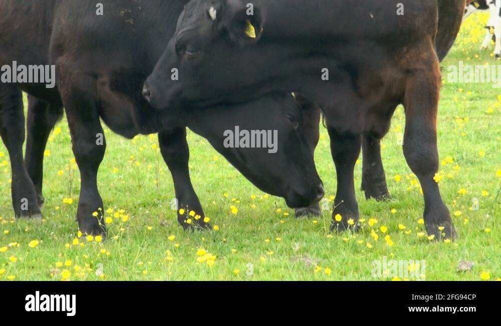 Heads cows Stock Videos & Footage - HD and 4K Video Clips - Alamy