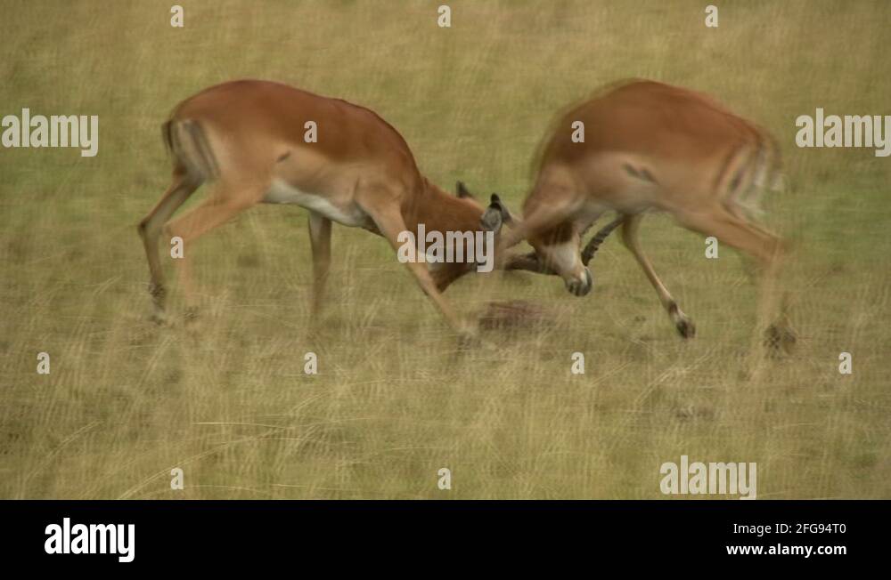 African wildlife fighting Stock Videos & Footage - HD and 4K Video ...