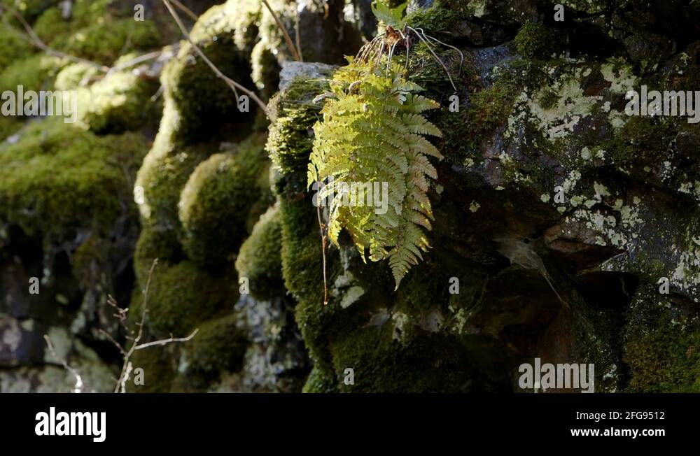 Water dripping from plants on Stock Videos & Footage - HD and 4K Video ...
