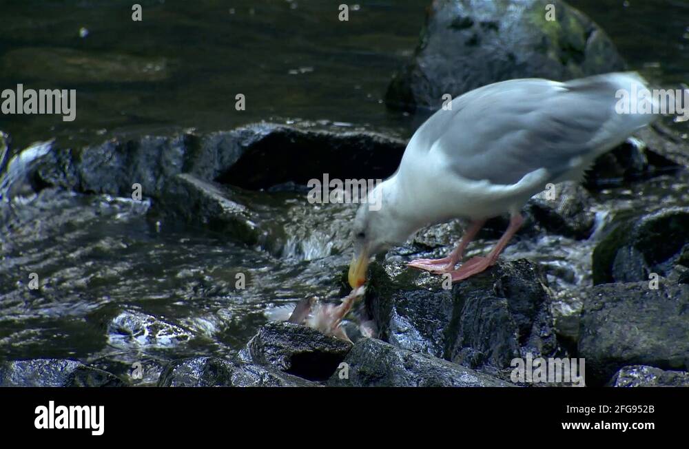 Fish eating animal Stock Videos & Footage - HD and 4K Video Clips - Alamy