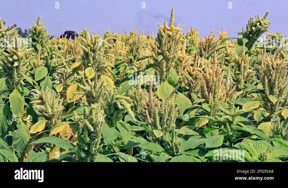 Amaranth field Stock Videos & Footage - HD and 4K Video Clips - Alamy