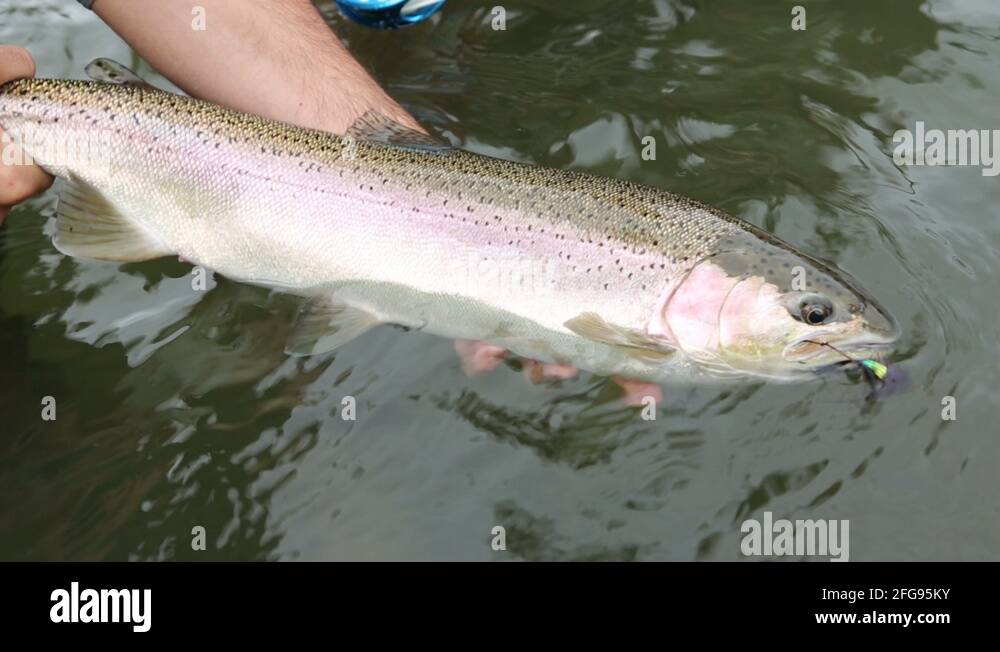 Winter steelhead trout Stock Videos & Footage - HD and 4K Video Clips ...