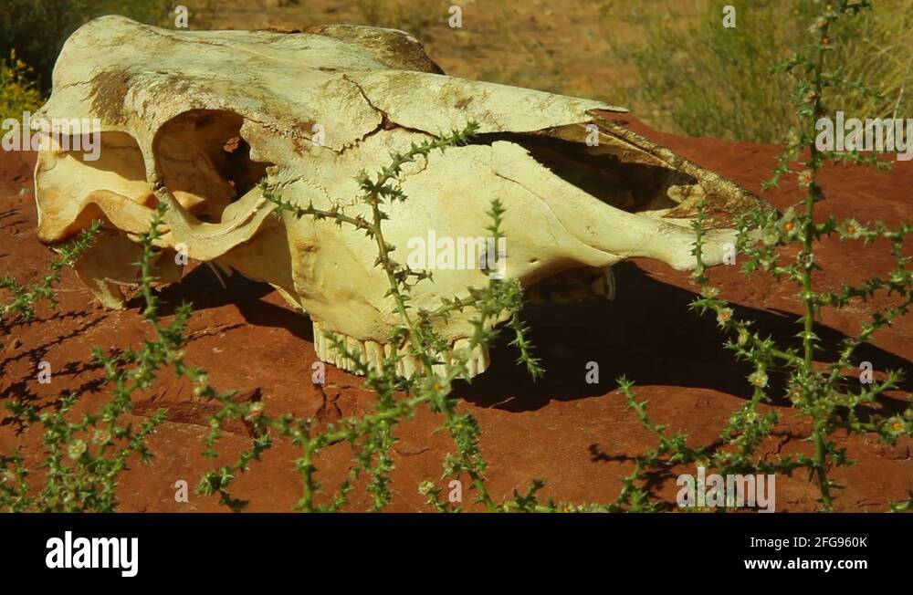Animal skull desert Stock Videos & Footage - HD and 4K Video Clips - Alamy
