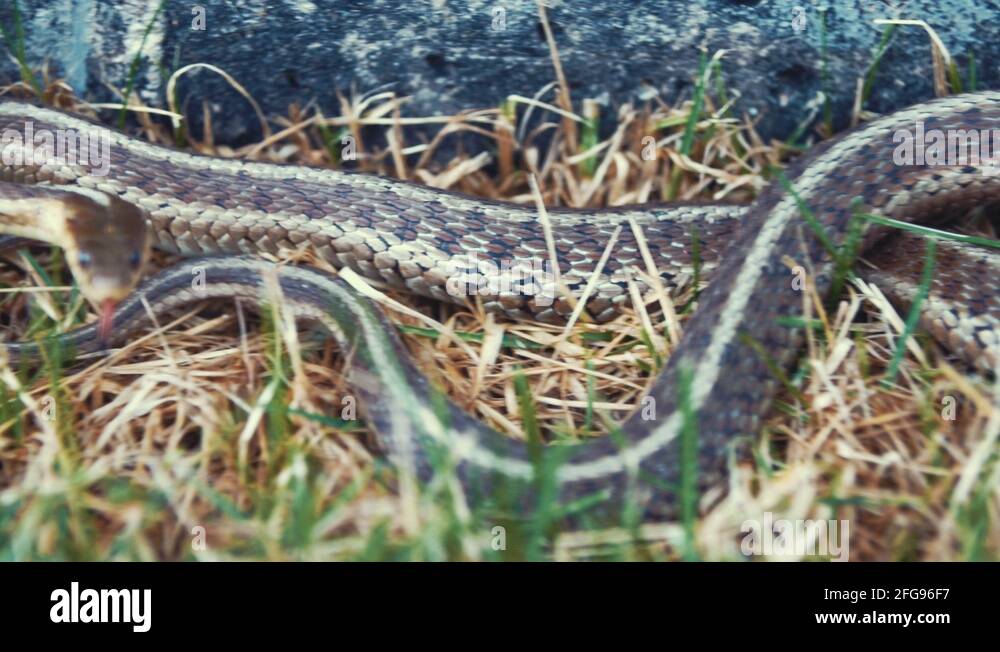 Pet garter snake Stock Videos & Footage - HD and 4K Video Clips - Alamy