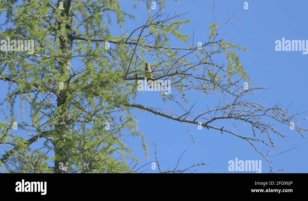 Alfred bird Stock Videos & Footage - HD and 4K Video Clips - Alamy