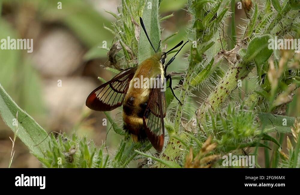 Clearwing moth Stock Videos & Footage - HD and 4K Video Clips - Alamy