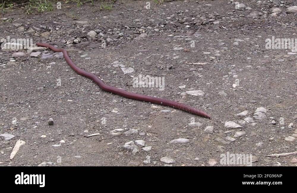 Giant earthworm Stock Videos & Footage - HD and 4K Video Clips - Alamy