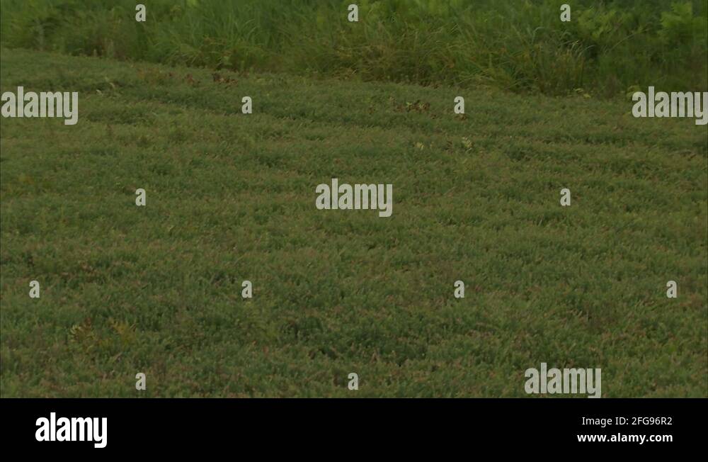 Hive keeper Stock Videos & Footage - HD and 4K Video Clips - Alamy